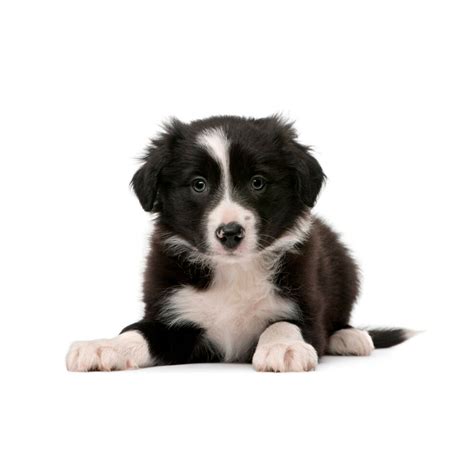 A Que Edad Viven Los Collies