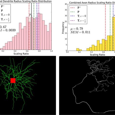 Comparison Of Dendrite And Axon Radius Scaling Ratio Distributions Download Scientific Diagram