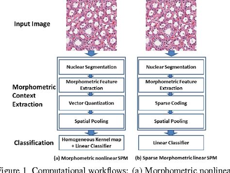 Figure From Classification Of Tumor Histology Via Morphometric Context Semantic Scholar