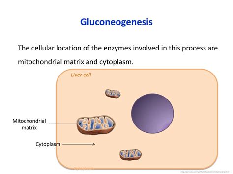 Ppt Gluconeogenesis Powerpoint Presentation Free Download Id 1904140