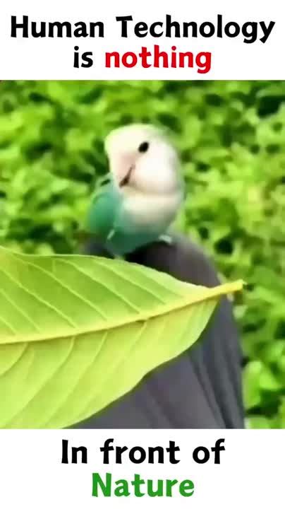 Gourav D On Linkedin Learning From Nature 5 Insights For Innovation