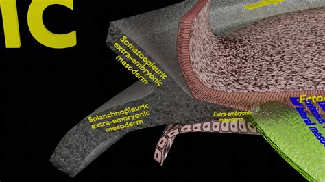 Human Trilaminar Embryo 3 Weeks Superhive Formerly Blender Market