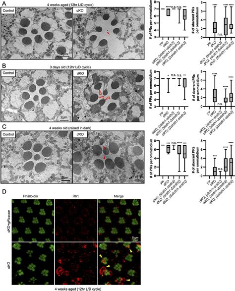 Two Neuronal Peptides Encoded From A Single Transcript Regulate