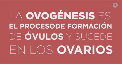Reproducción Sexual En Qué Consiste La Ovogénesis Infobae
