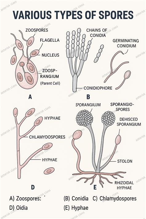 Types Of Fungal Spores With Examples Asterisk Classes