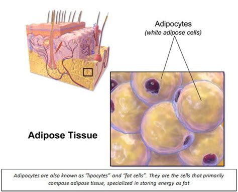 Adipose Tissue Body Contouring Courses