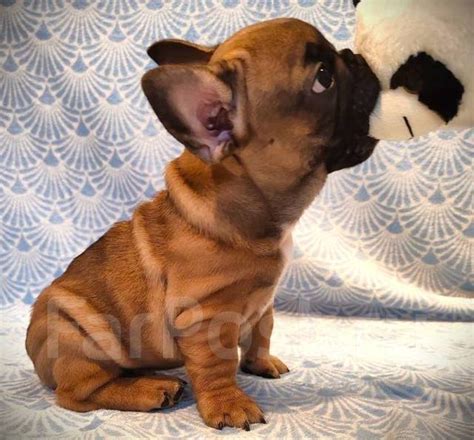 Французский бульдог щенки в наличии Цена 42 000₽ во Владивостоке