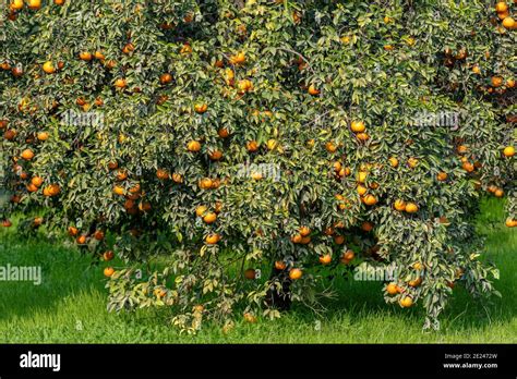 Orange Farm Is A Township Located Approximately 45 Km From Johannesburg