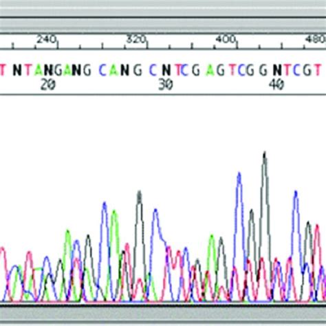 Chromatogram With Multiple Peaks Per Base Low Quality Data Source