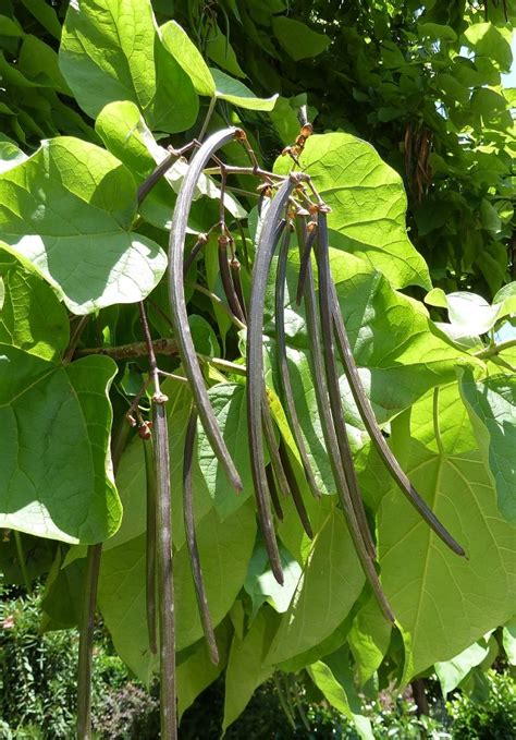 Tree With Pink Flowers And Bean Pods At Jason Lindstrom Blog