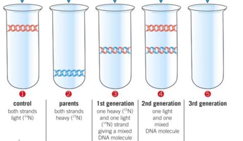 bio 1 11 dna replication flashcards quizlet