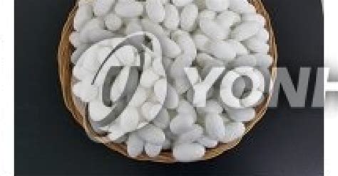 홍잠 추출물 면역 세포 증식 촉진…농진청·한림대 공동연구