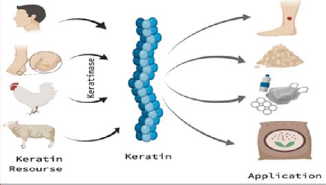 Keratin Sources Used For Keratinase Production And Its Applications Download Scientific Diagram