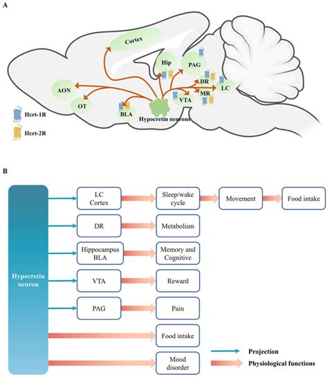 Hypocretin A Promising Target For The Regulation Of Homeostasis Pmc
