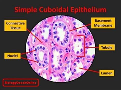 Last Week S MysteryAnatomy Structure Was Simple Cuboidal Epithelium Of The Kidney Cuboidal