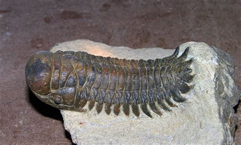 Flickriver Arthur Ankers Photos Tagged With Trilobitomorpha