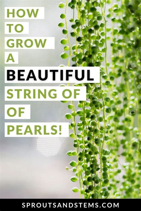 String Of Pearls Care And Propagation Sprouts And Stems Succulent