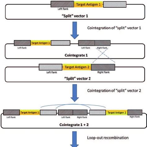 4 Workflow Of Peg Mediated Transformation Method Download Scientific Diagram
