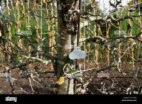 Laxtons Fortune Apple Tree Growing In The Vegetable Garden At The Lost
