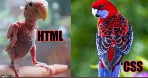 Css Tutorial In Bangla Part 1 Css Basics Bangla
