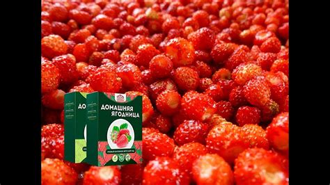 Домашний ягодница клубника на подоконнике Youtube