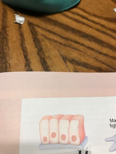 Cell Types Flashcards Quizlet