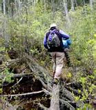 Cougar Hung Trek Small Image Protecting The New Jersey Pinelands And Pine Barrens Pinelands