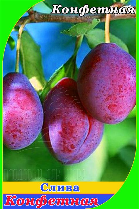 Слива Конфетная Плодовый дом Игоря