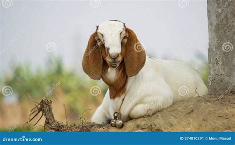 Advanced Breed Of Goat Produced In Bangladesh Strong And Healthy