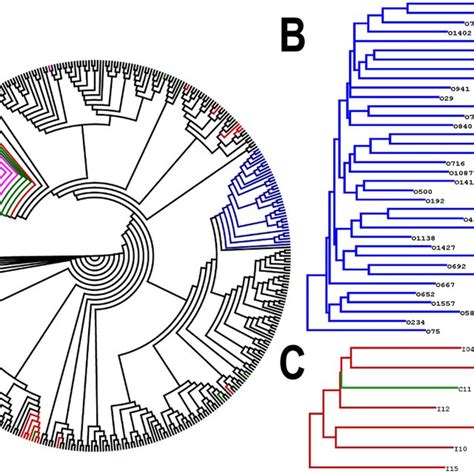 Phylogenetic Tree From The Concatenated Analysis For Ml A Corresponds