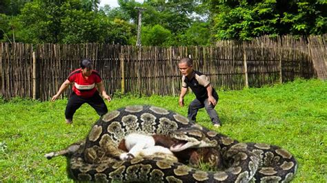 Giant Python Attacks Goat During Primitive Dwarf Life Mountain Girl