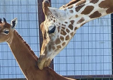 Ohne Flecken Einzigartige Giraffe In Zoo Geboren Niusde