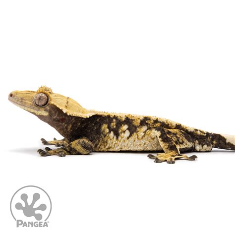 Male Tricolor Extreme Harlequin Crested Gecko Pangea Reptile Cr