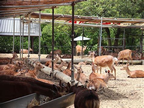 〈奈良市〉産まれたての赤ちゃん鹿に会いに行こう♪ 親子鹿の一般公開が開始！（7 14まで） 奈良の地域密着型・総合情報サイト
