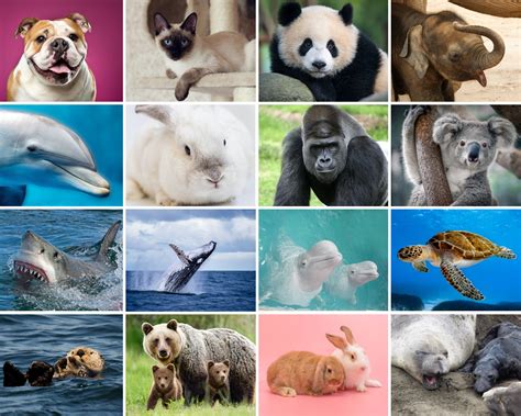 Mama Kims Animal Rescue