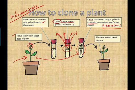 Micropropagation Ib Biology 2015 Youtube