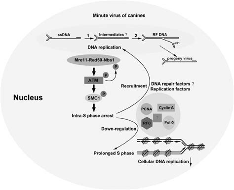 Proposed Model For Autonomous Parvovirus Dna Replication In The Context