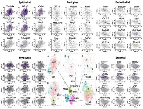 Defining Cell Subtypes Five Cell Types Were Subjected To Download