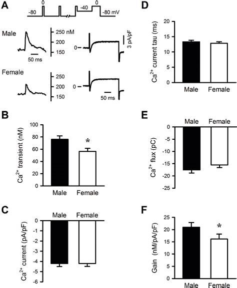 Figure 2 From The Impact Of Estrogen And The Camp Pka Pathway On Male