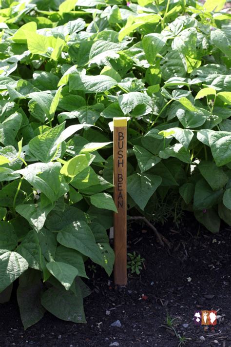 How To Grow Bush Beans In The Garden The Kitchen Garten
