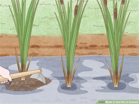 How To Get Rid Of Cattails 6 Steps With Pictures WikiHow
