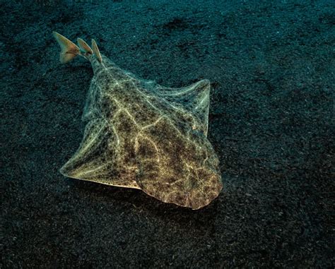 An Angels Return How Edna Was Used To Rediscover The Angelshark