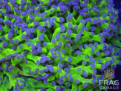 Purple Tip Frogspawn 1 Head Corals Frag Garage