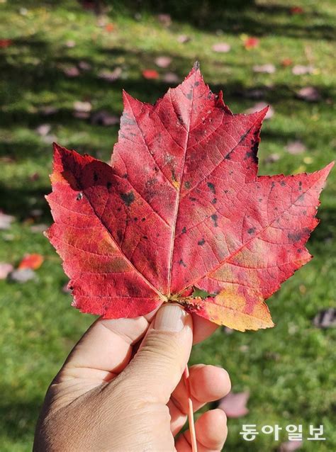 바람개비 캐나다 메이플 로드 단풍잎