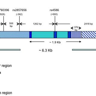 MCP1 Gene Structure And SNP Positions MCP1 Is Oriented 5 To 3 With Download Scientific