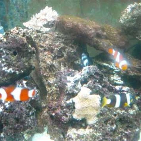 Michael Barney Youtube