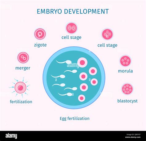 Egg Fertilization Process How Much Time Sperm Takes To Reach Egg