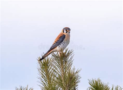 American Kestrel Male Close Up Portrait Stock Image Image Of Peaceful Feathers 318663321