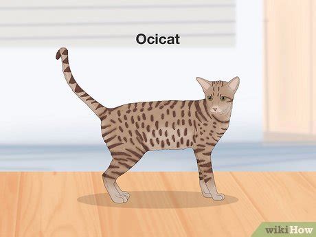 Cats That Look Like Leopards 11 Different Breeds With Pictures