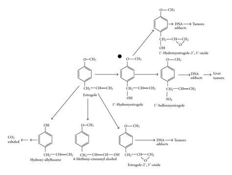 Bioactivation Pathway Of Estragole Download Scientific Diagram